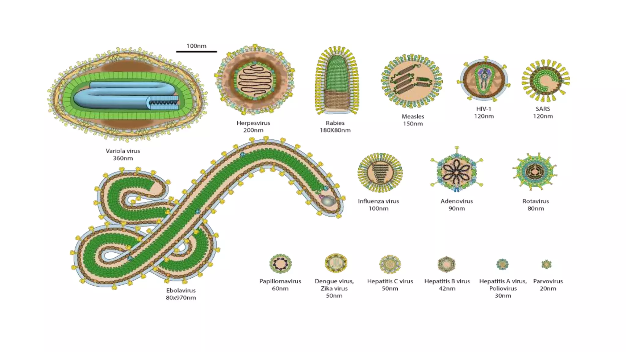 Introduction to VETERINARY VIROLOGY.pptx