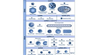 Introduction to VETERINARY VIROLOGY.pptx