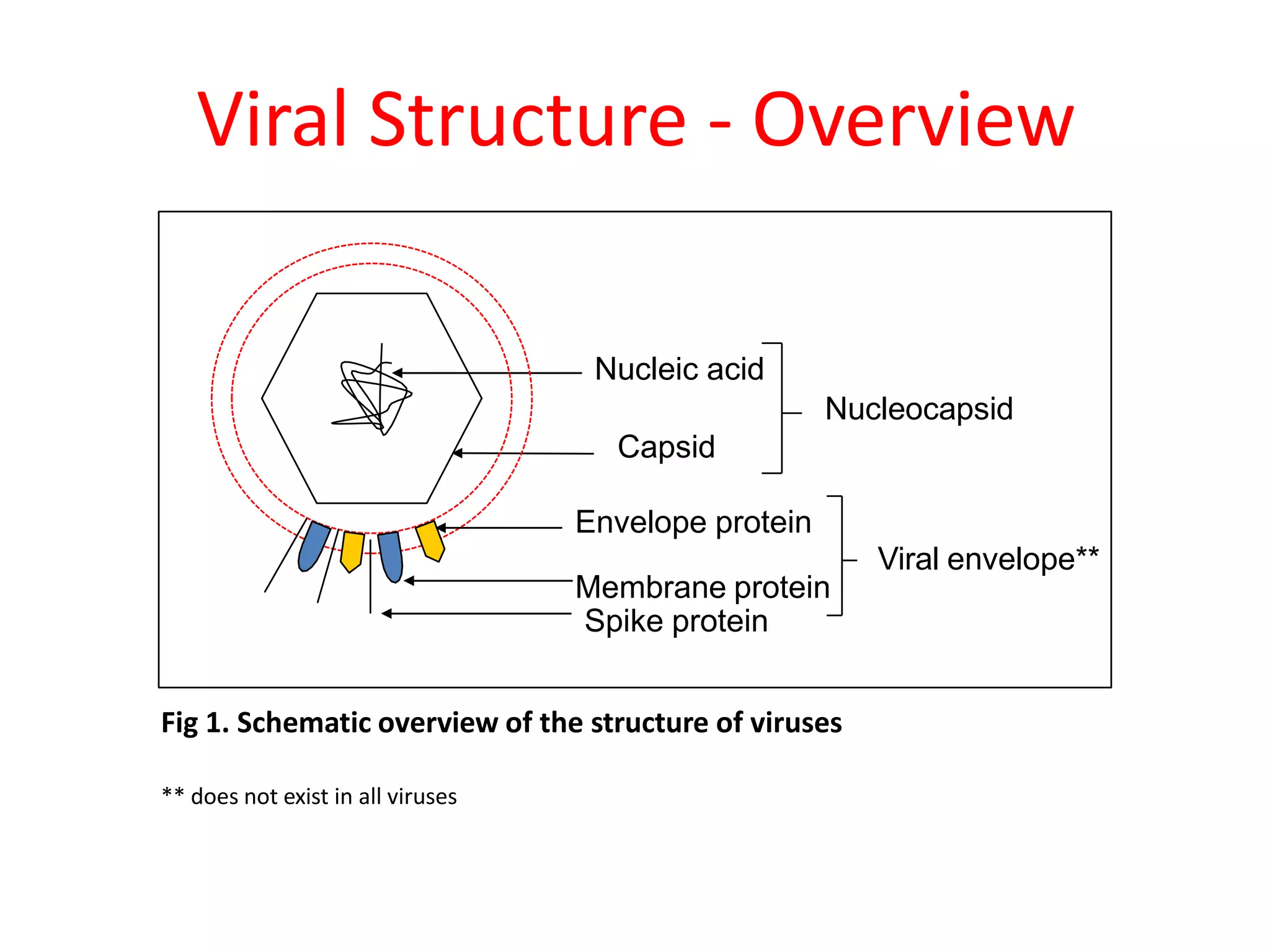 Introduction to virology for Medical students | PPTX