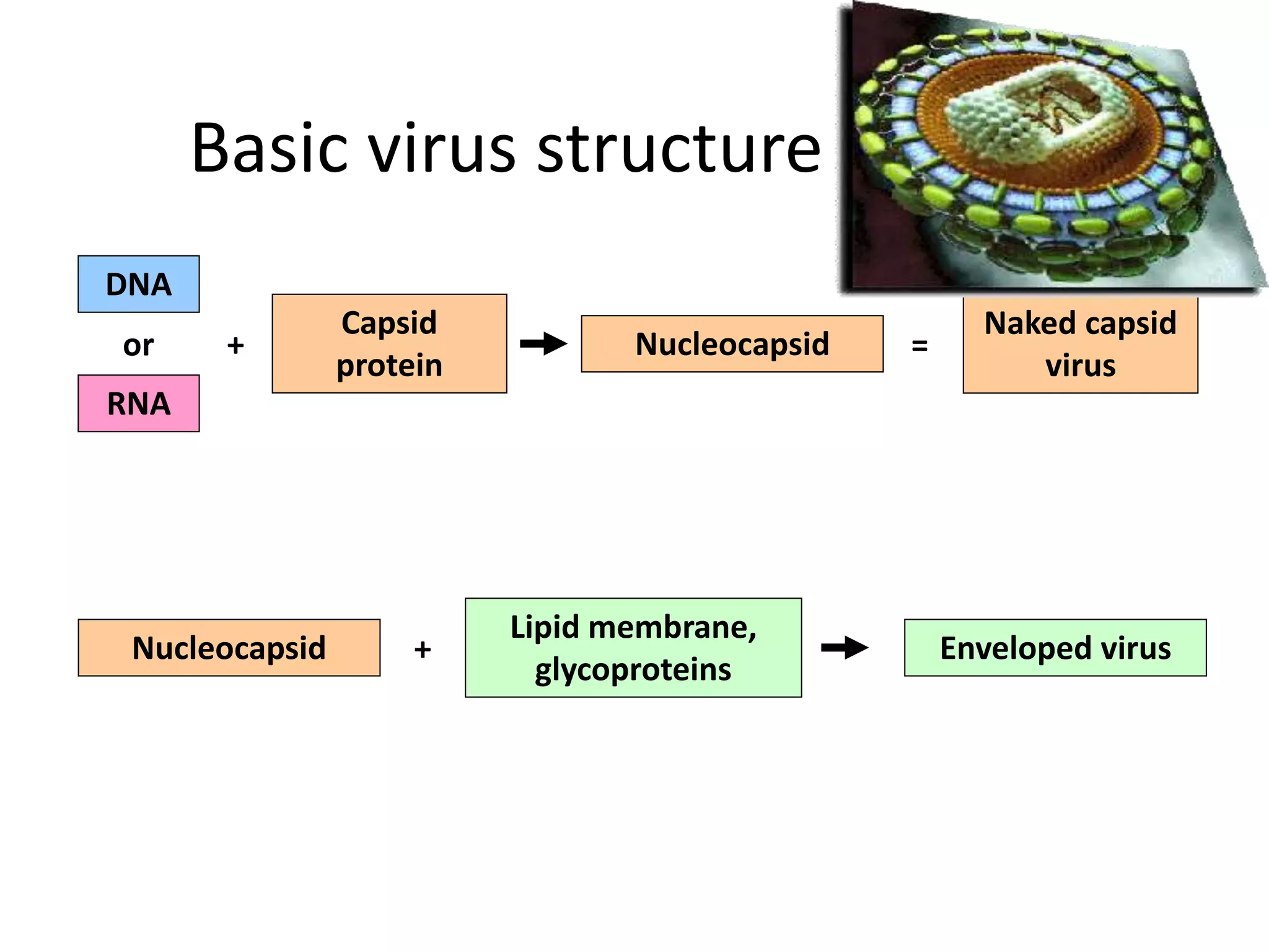 Introduction to virology for Medical students | PPTX