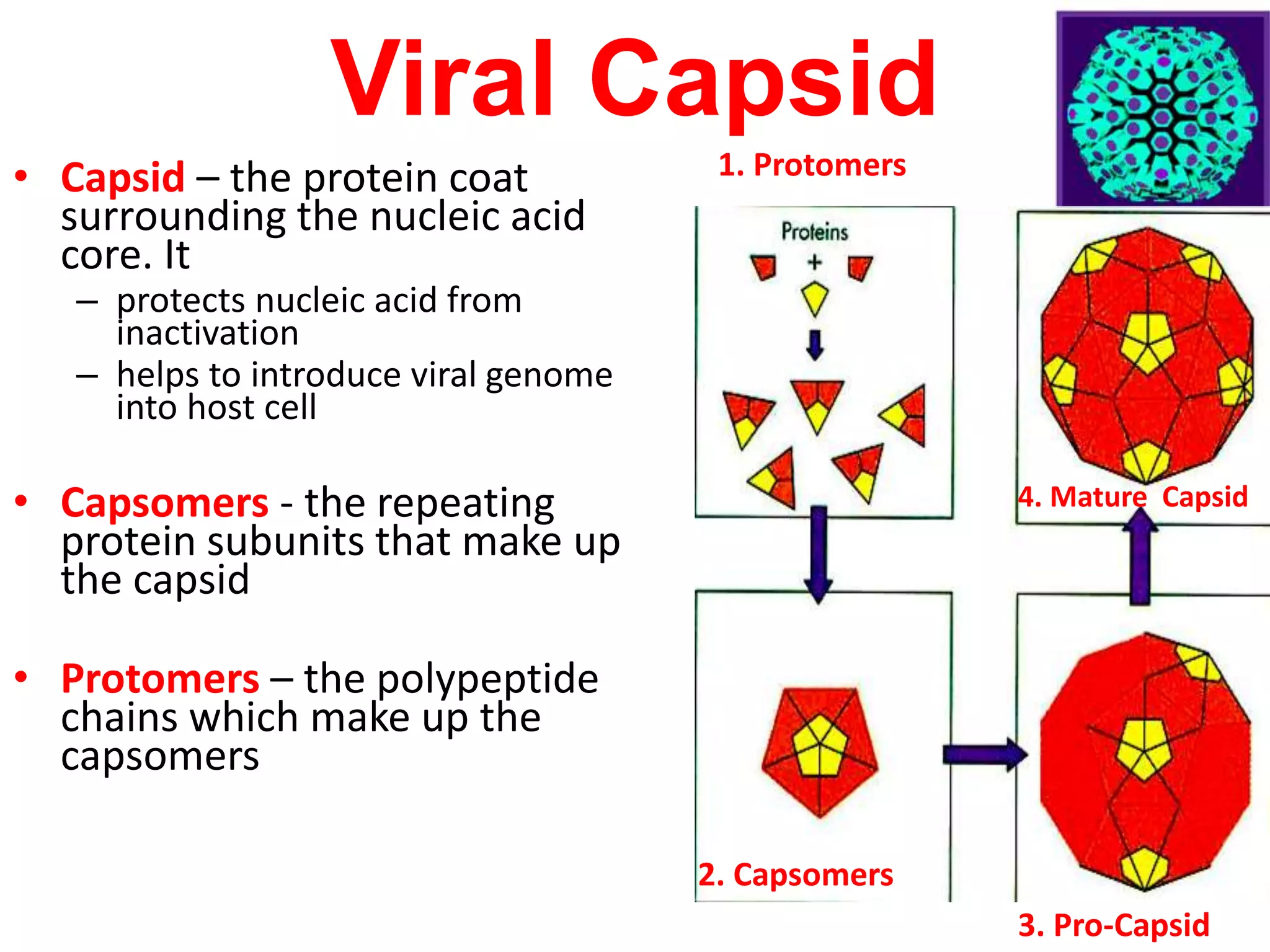 Introduction to virology for Medical students | PPTX