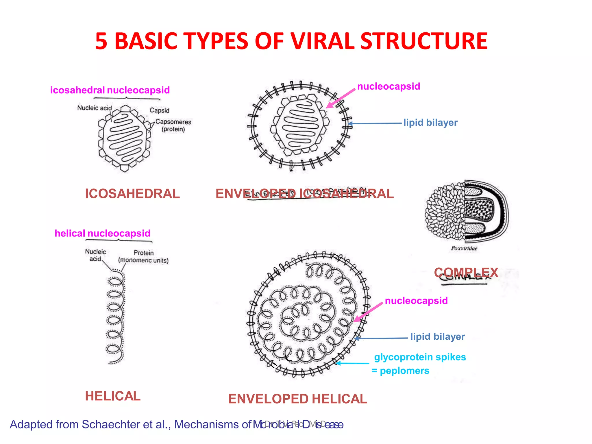 Introduction to virology for Medical students | PPTX