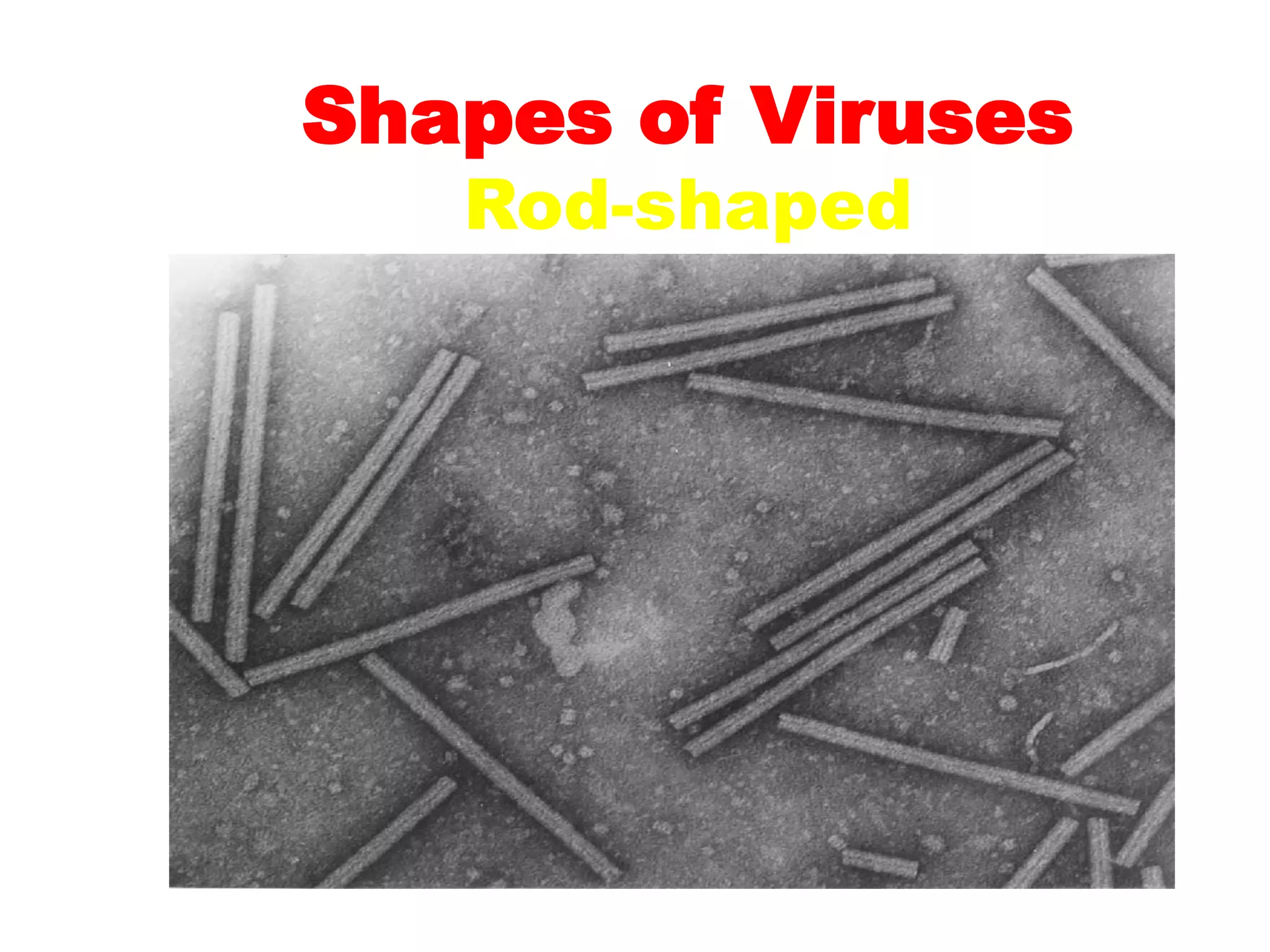 Introduction to virology for Medical students | PPTX