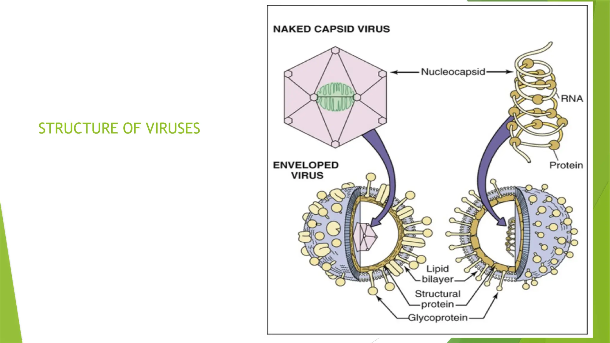 Detailed notes Introduction to virology.pptx