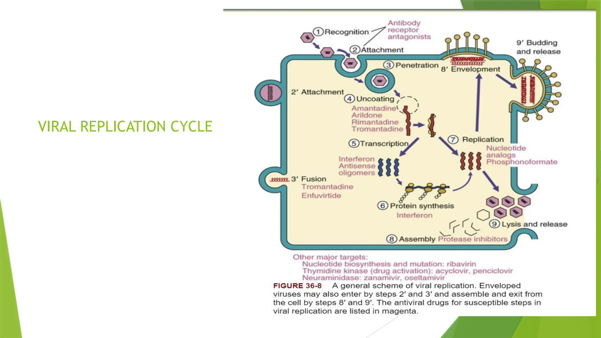 Detailed notes Introduction to virology.pptx
