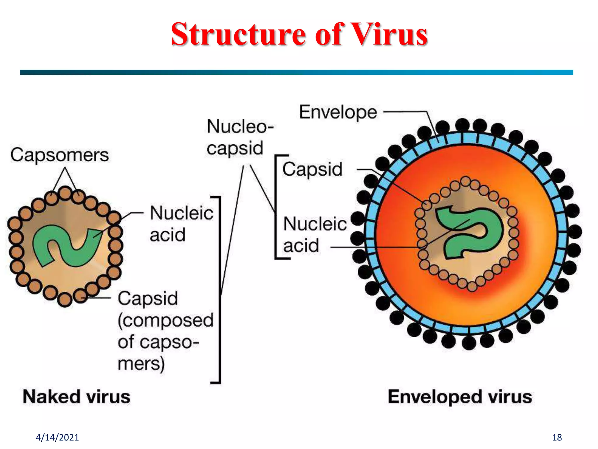 Introduction to viruses | PPTX