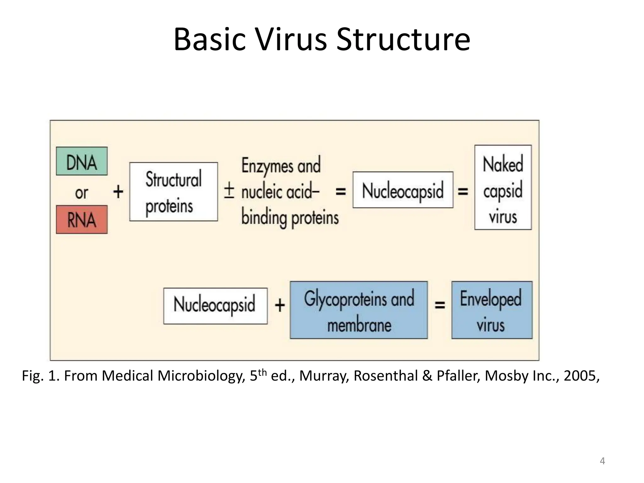 Introduction to Viruses of Medical Importance-1.ppt
