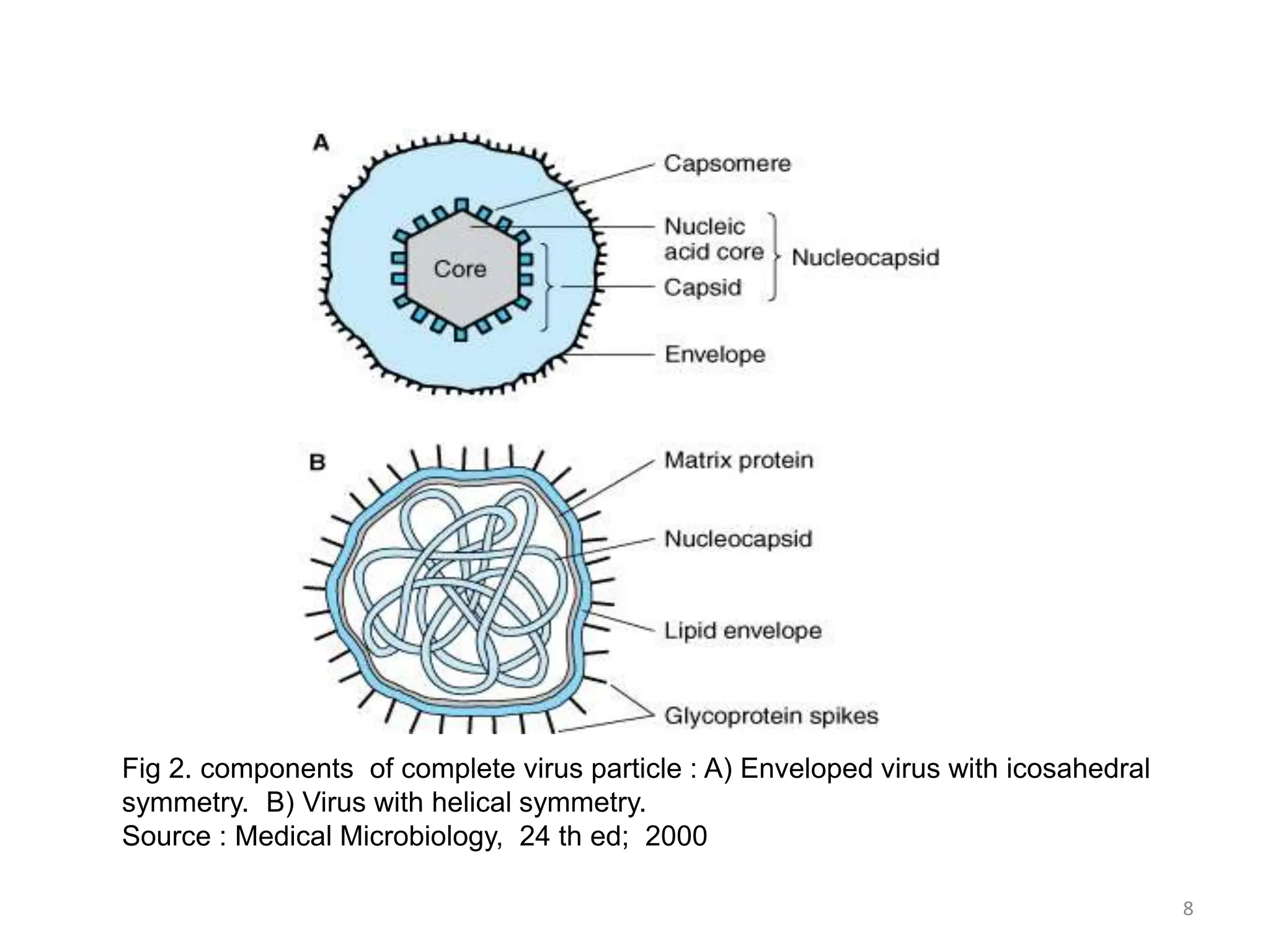 Introduction to Viruses of Medical Importance-1.ppt