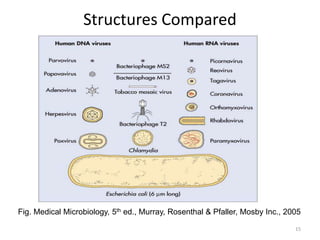Introduction to Viruses of Medical Importance-1.ppt