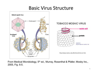 Introduction to Viruses of Medical Importance-1.ppt