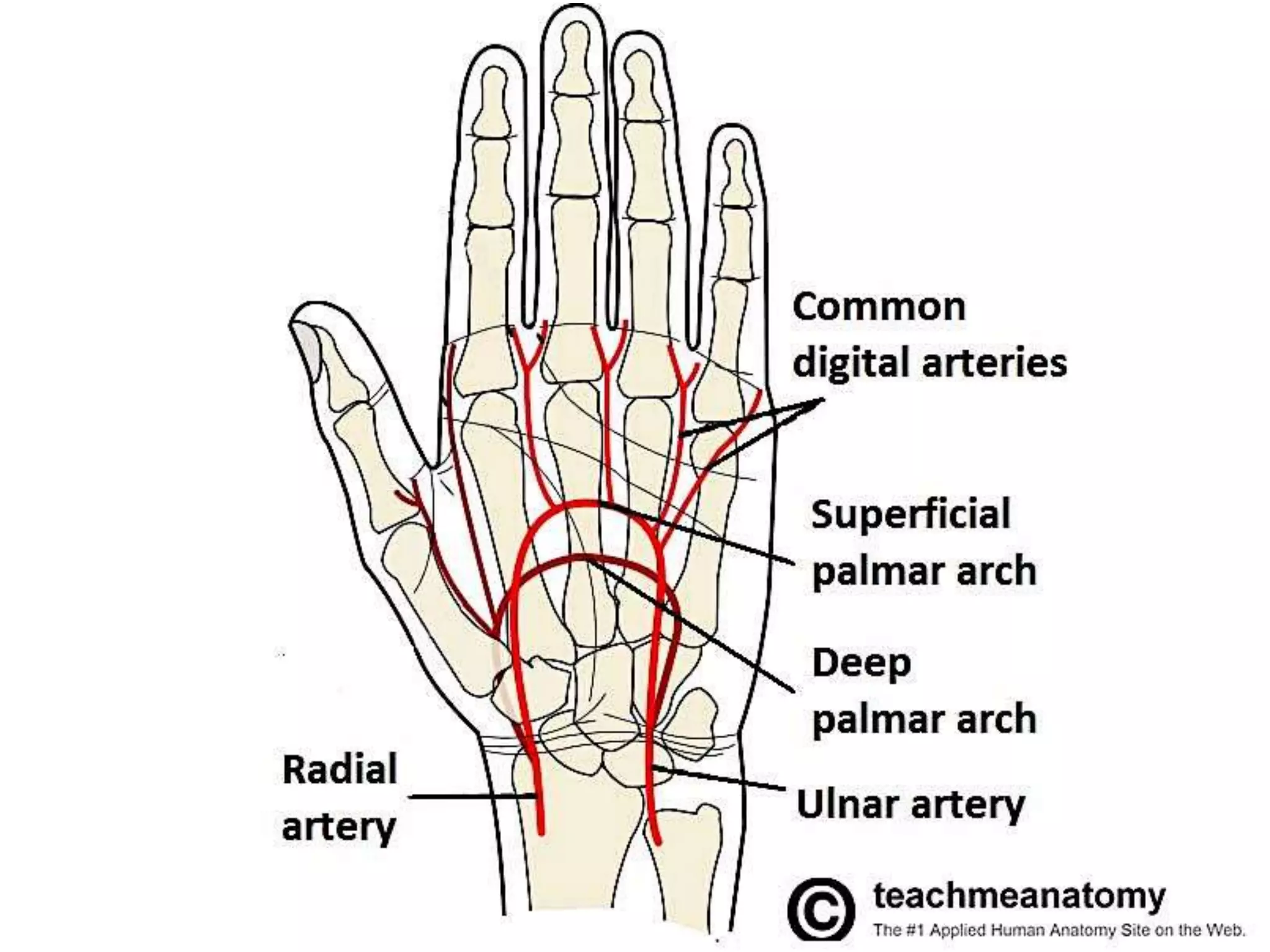 Introduction upper limb | PPTX