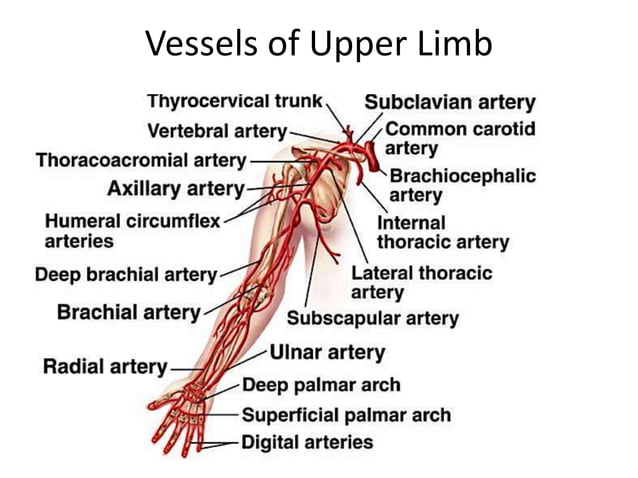 Introduction upper limb | PPT