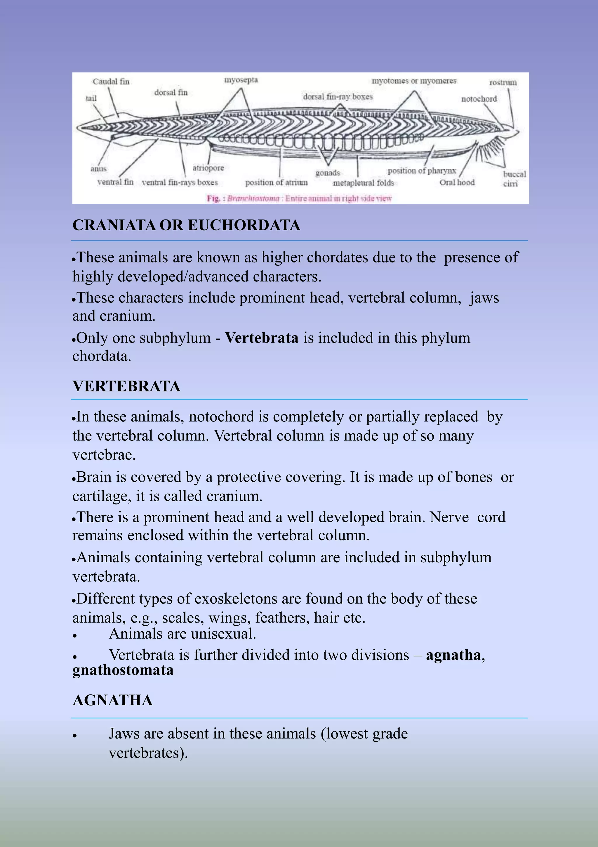 Introducton and classification chordata | PPT