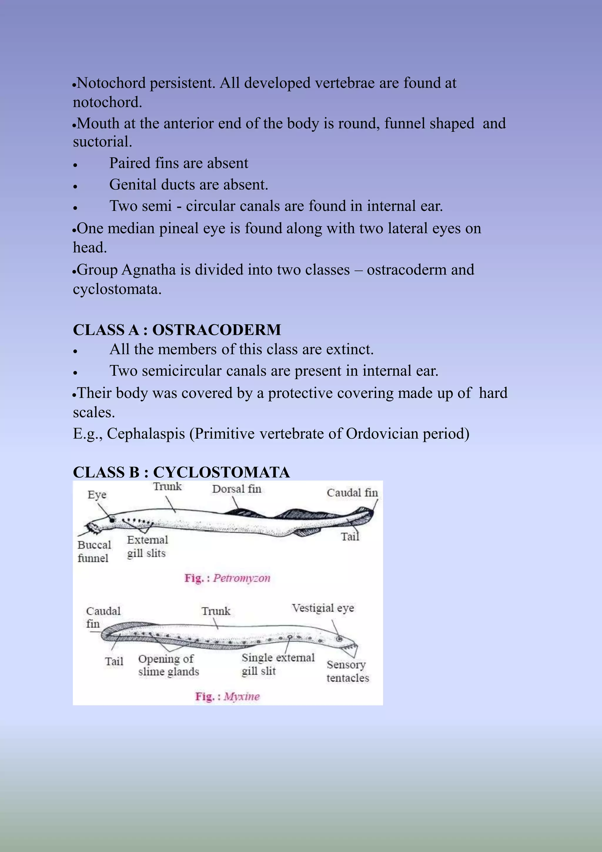 Introducton and classification chordata | PPT