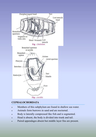 Introducton and classification chordata | PPT