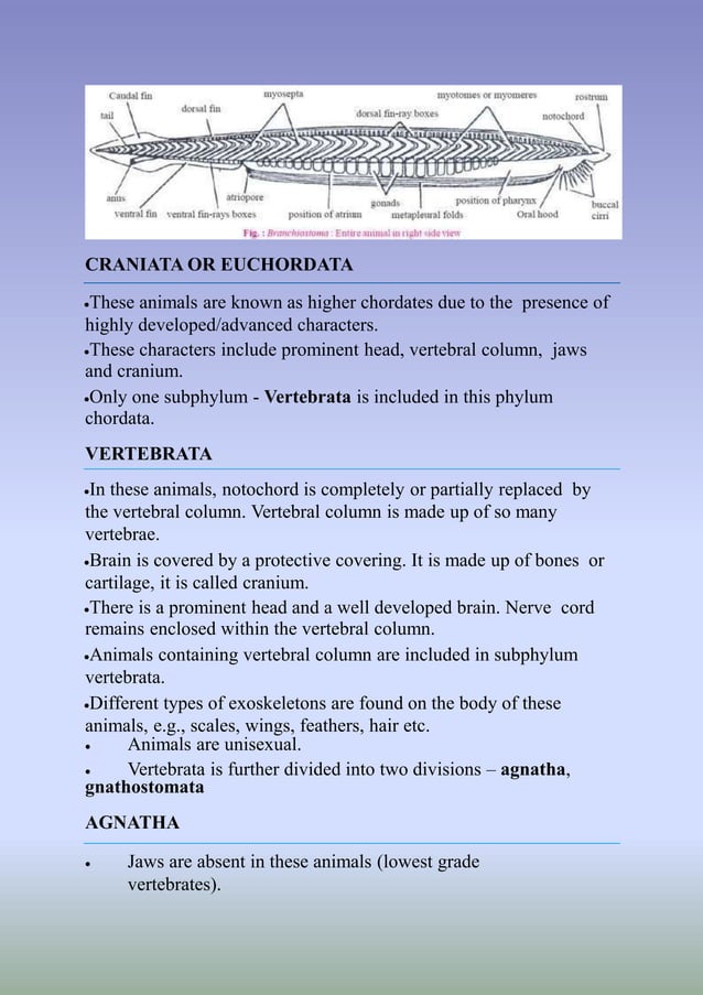 Introducton and classification chordata | PPT | Biological Sciences ...