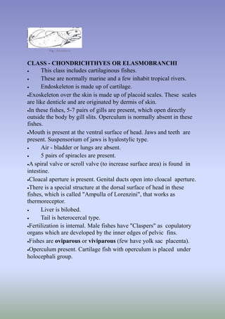 Introducton and classification chordata | PPT