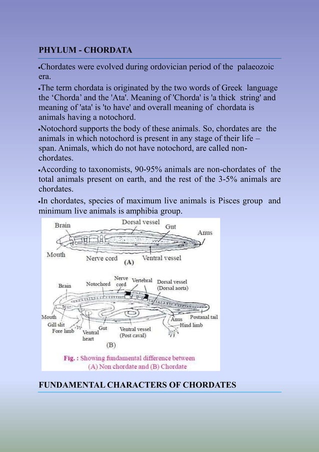 Introducton and classification chordata | PPT | Biological Sciences ...
