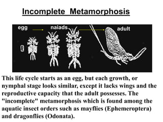 introductory lect-1 ento.ppt