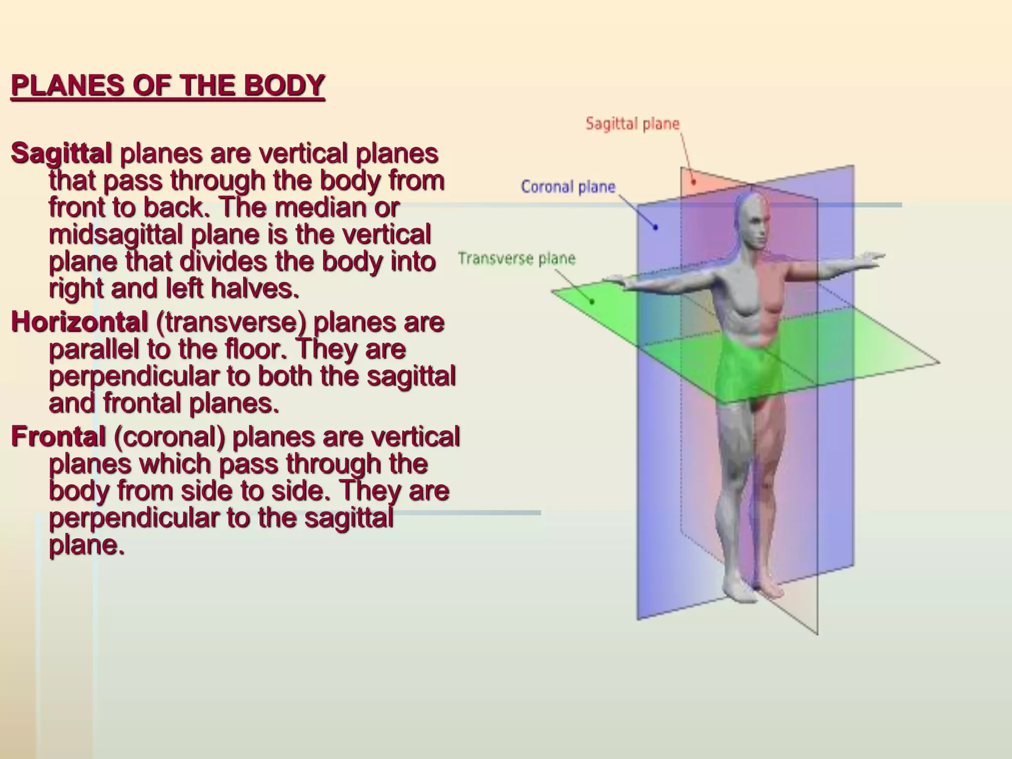 Introductory lecture. osteology (general data). the human skeleton, its ...