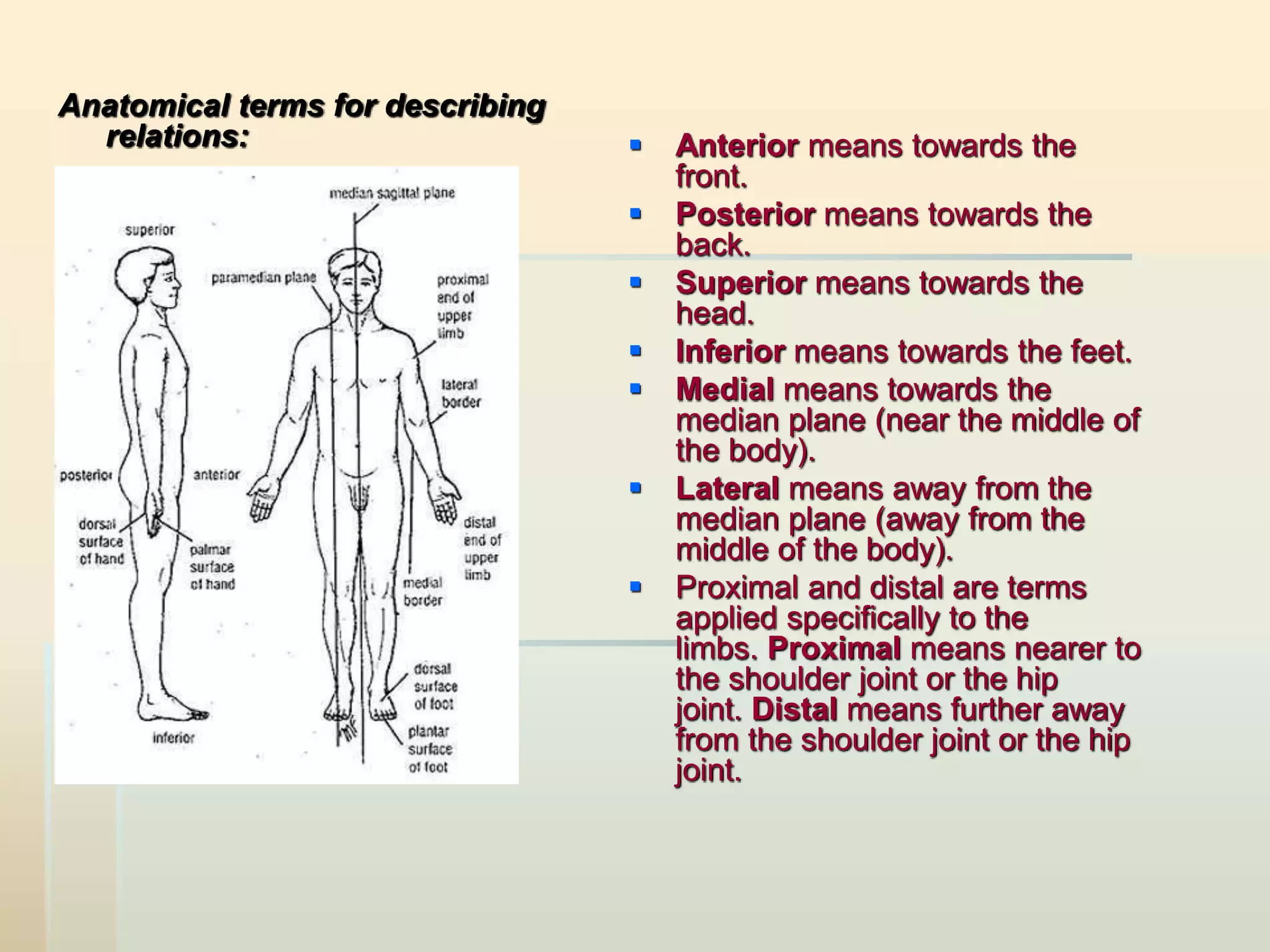 Introductory lecture. osteology (general data). the human skeleton, its ...