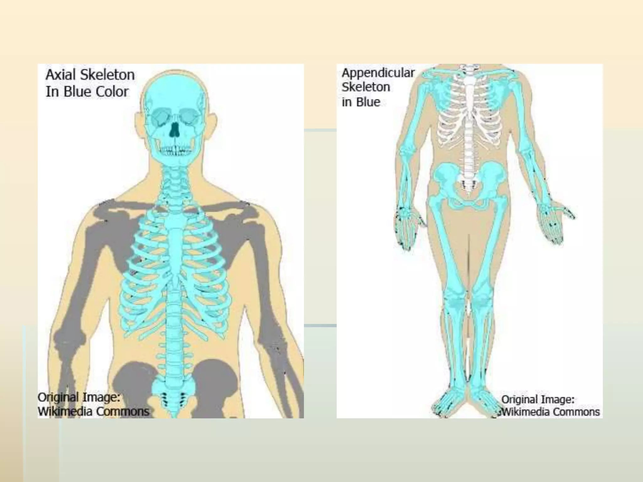 Introductory lecture. osteology (general data). the human skeleton, its ...
