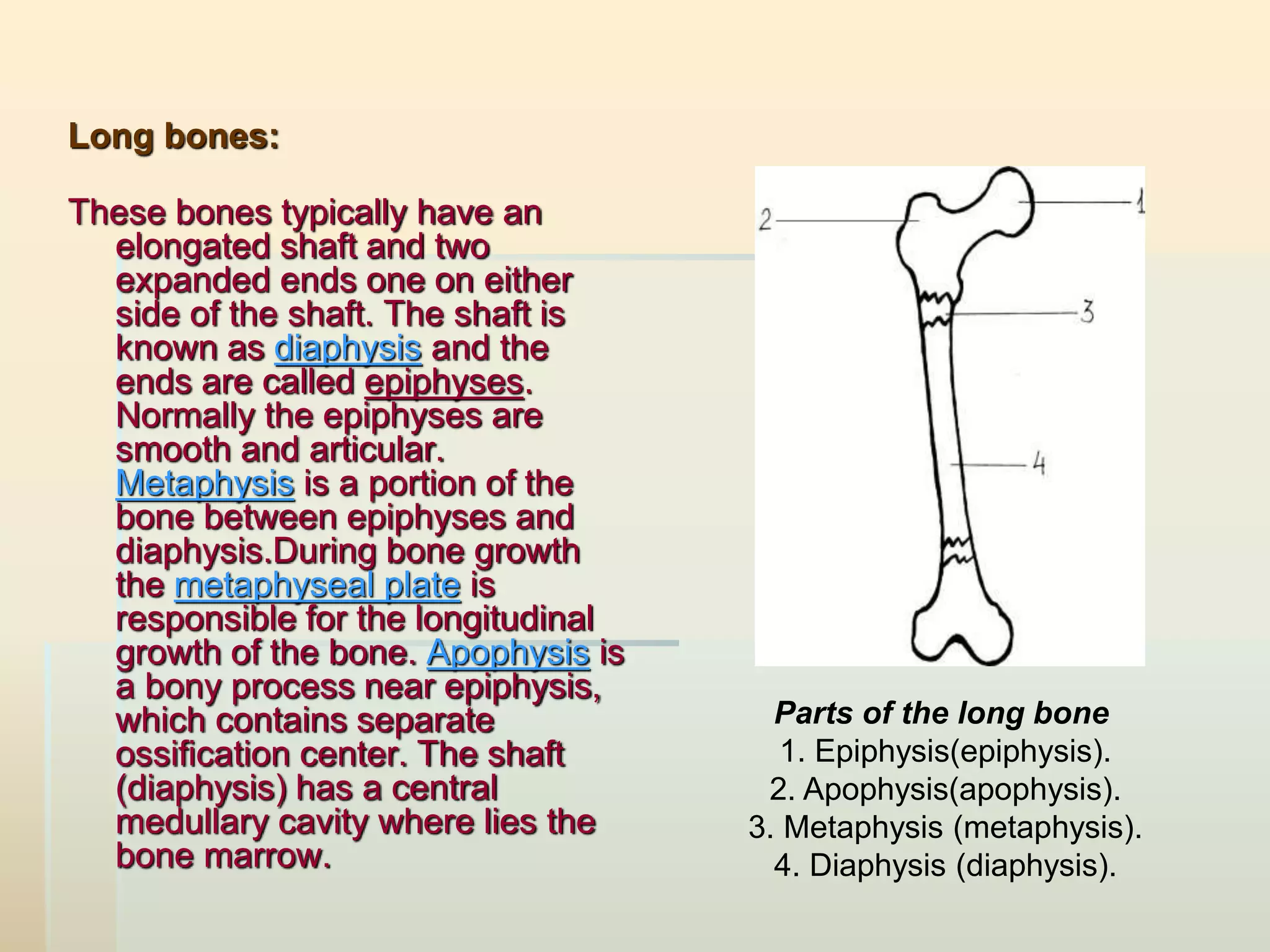 Introductory lecture. osteology (general data). the human skeleton, its ...