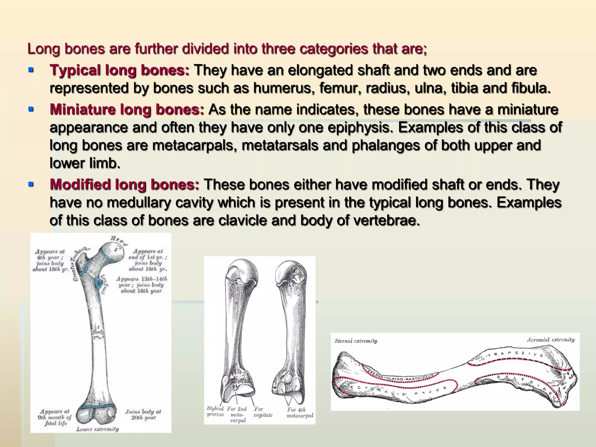 Introductory lecture. osteology (general data). the human skeleton, its ...