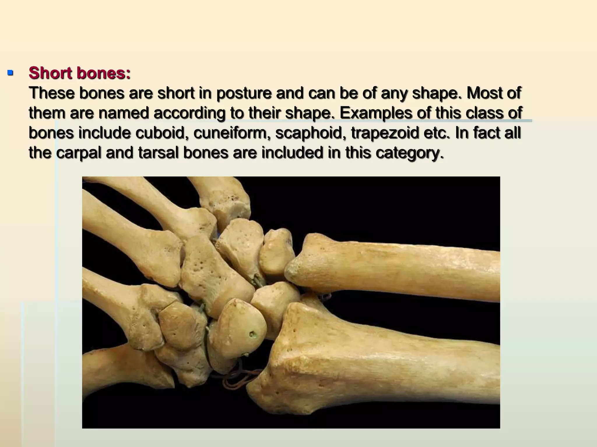 Introductory lecture. osteology (general data). the human skeleton, its ...