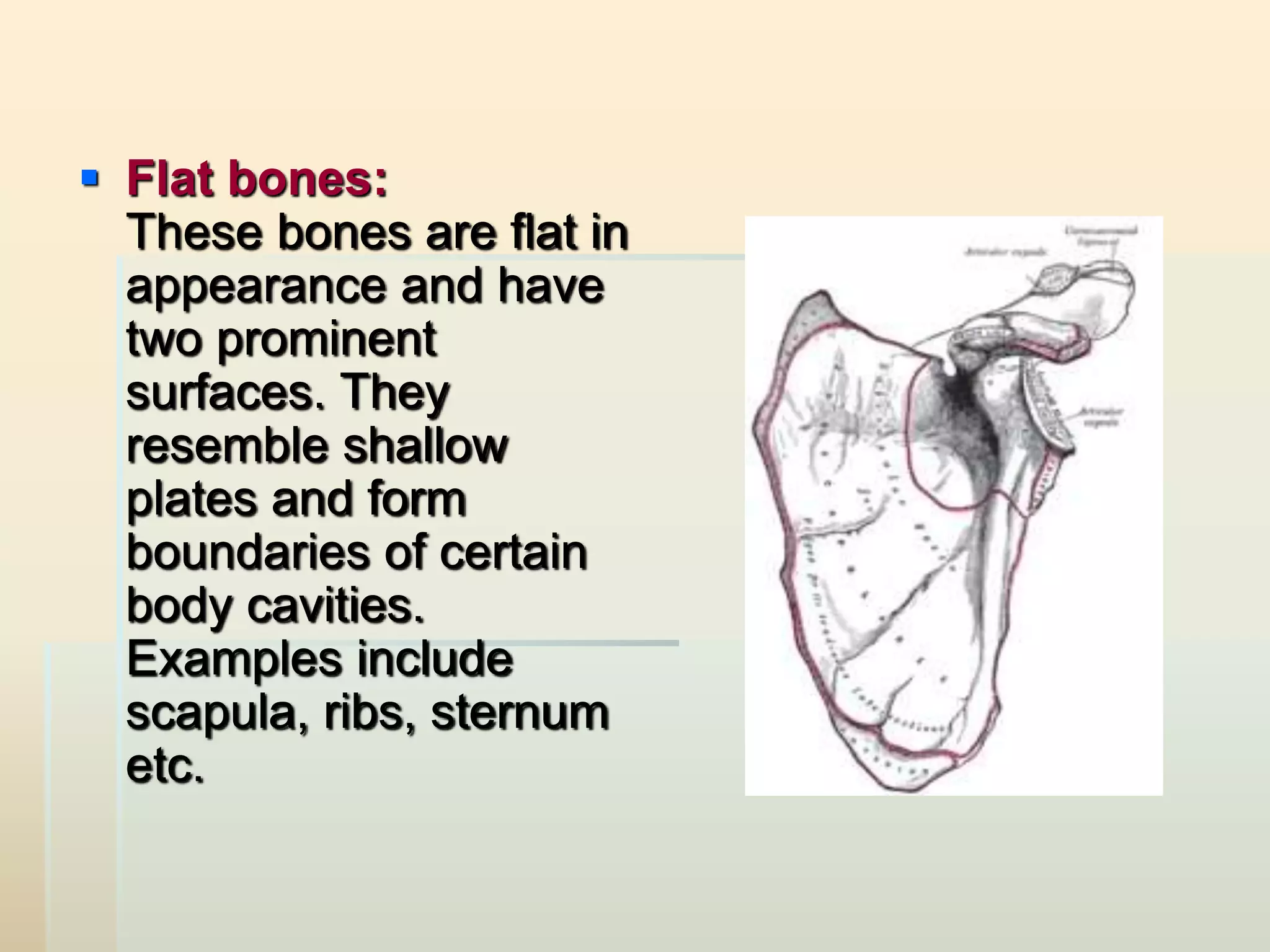 Introductory lecture. osteology (general data). the human skeleton, its ...