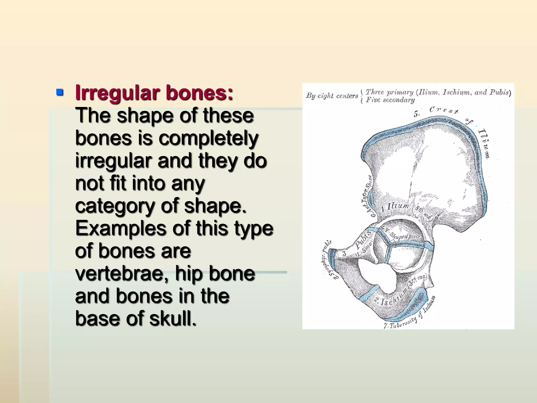 Introductory lecture. osteology (general data). the human skeleton, its ...