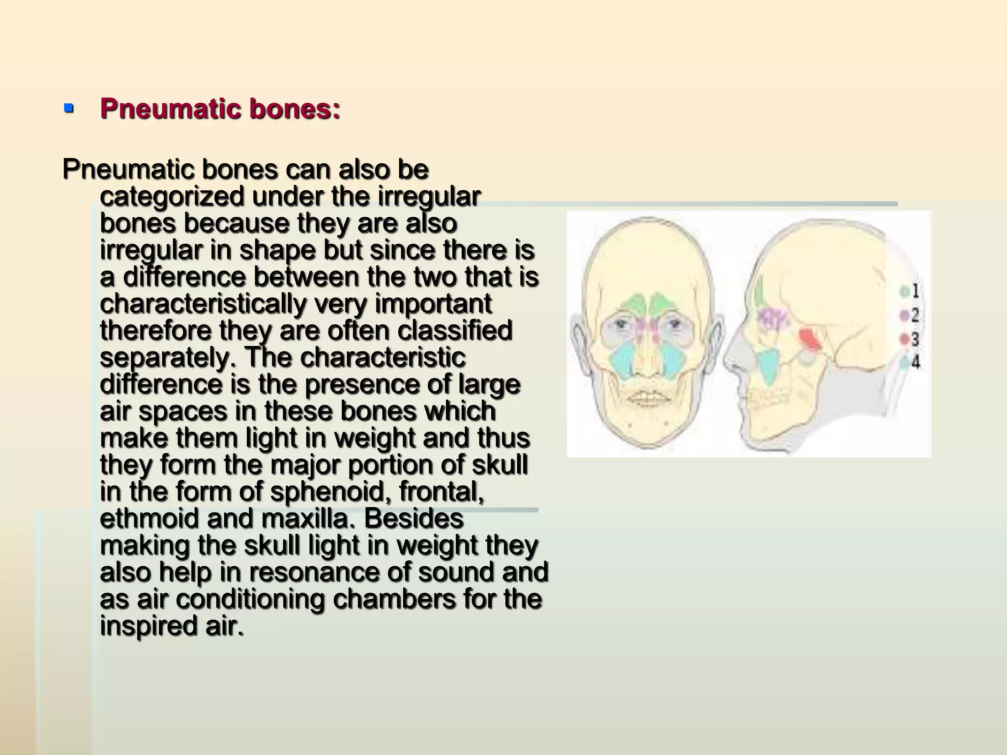 Introductory lecture. osteology (general data). the human skeleton, its ...