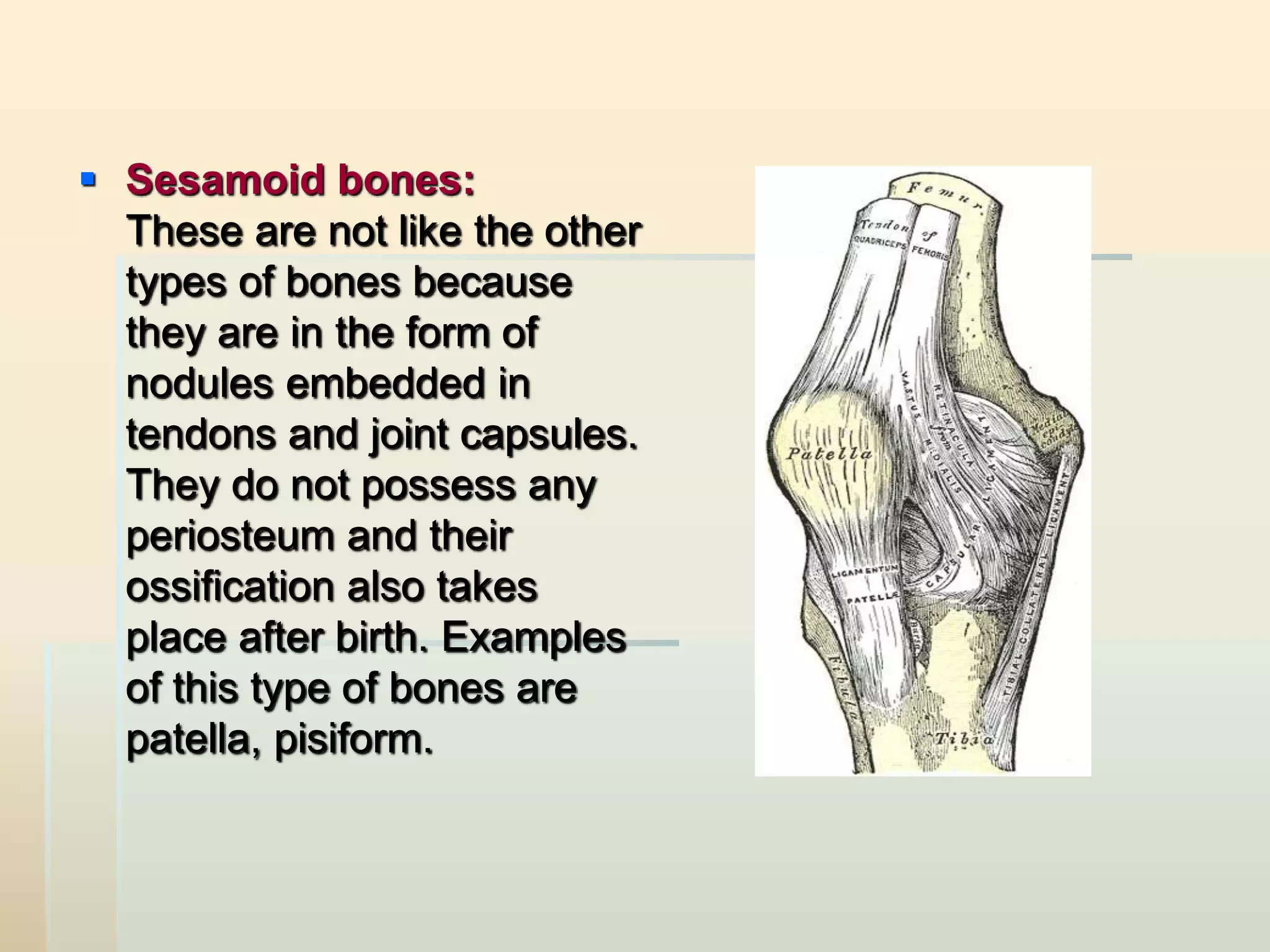 Introductory lecture. osteology (general data). the human skeleton, its ...