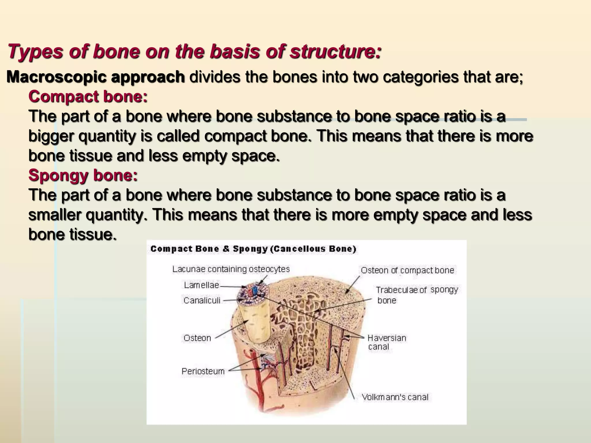 Introductory lecture. osteology (general data). the human skeleton, its ...