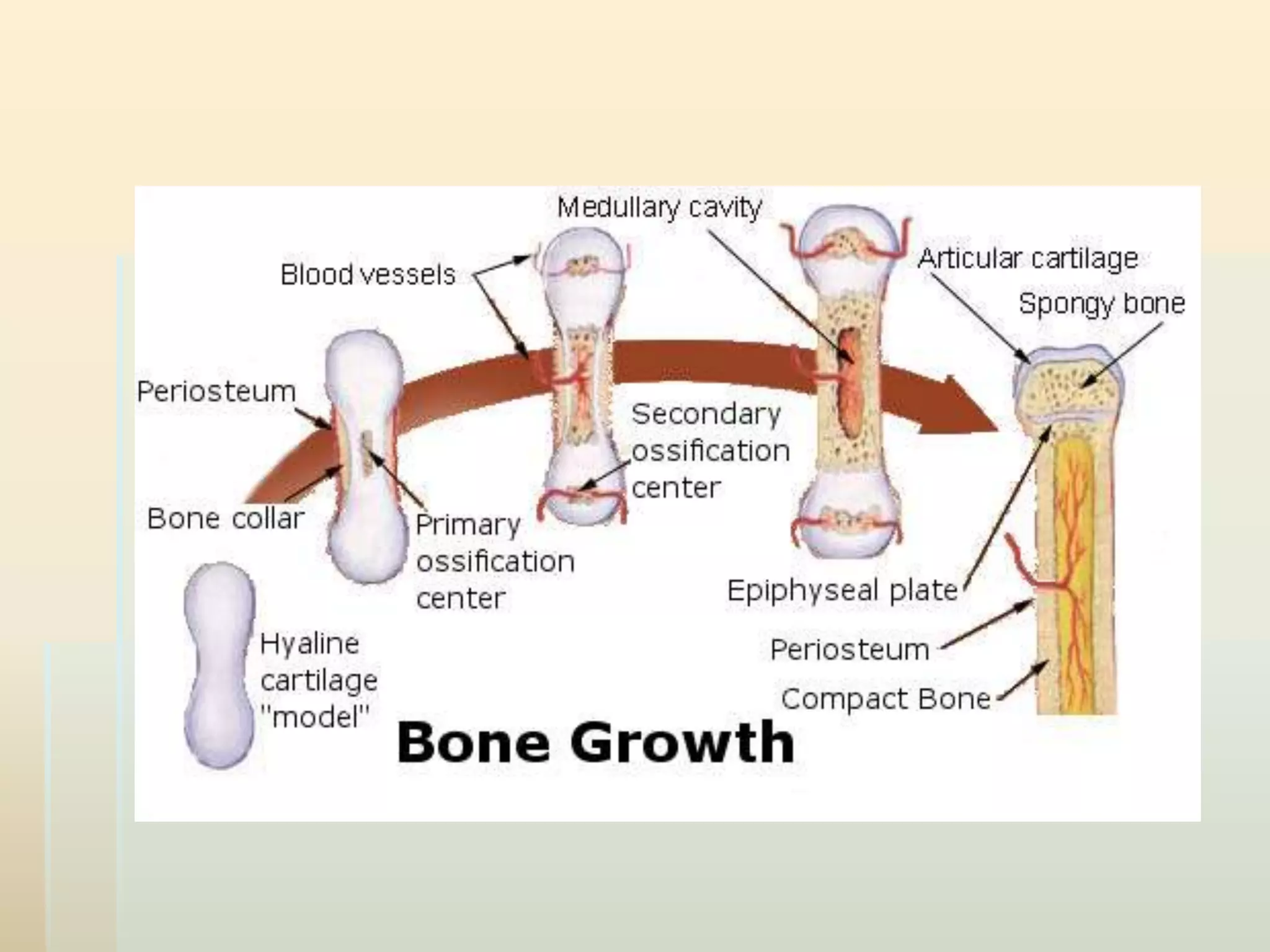Introductory lecture. osteology (general data). the human skeleton, its ...