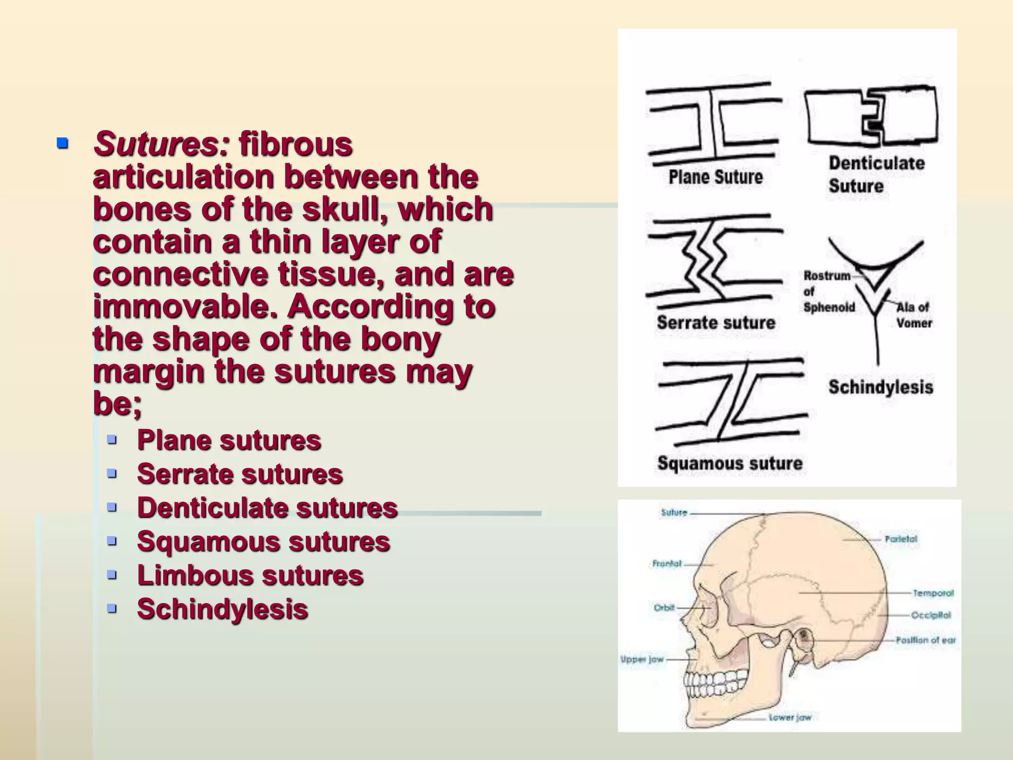Introductory lecture. osteology (general data). the human skeleton, its ...