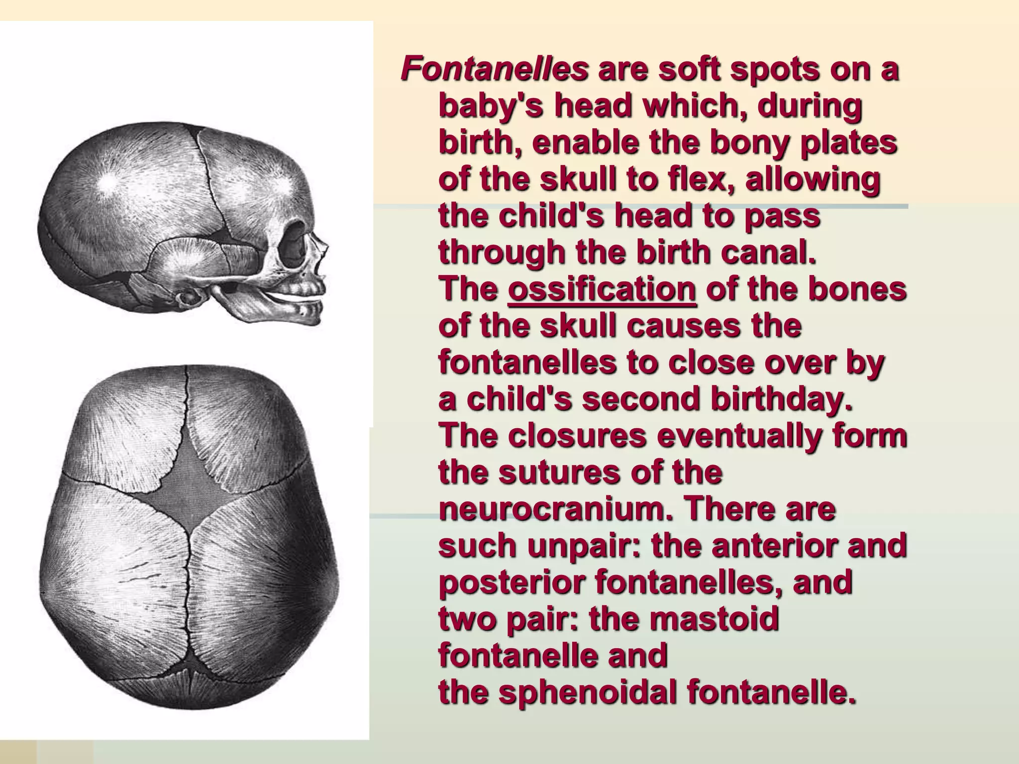 Introductory lecture. osteology (general data). the human skeleton, its ...