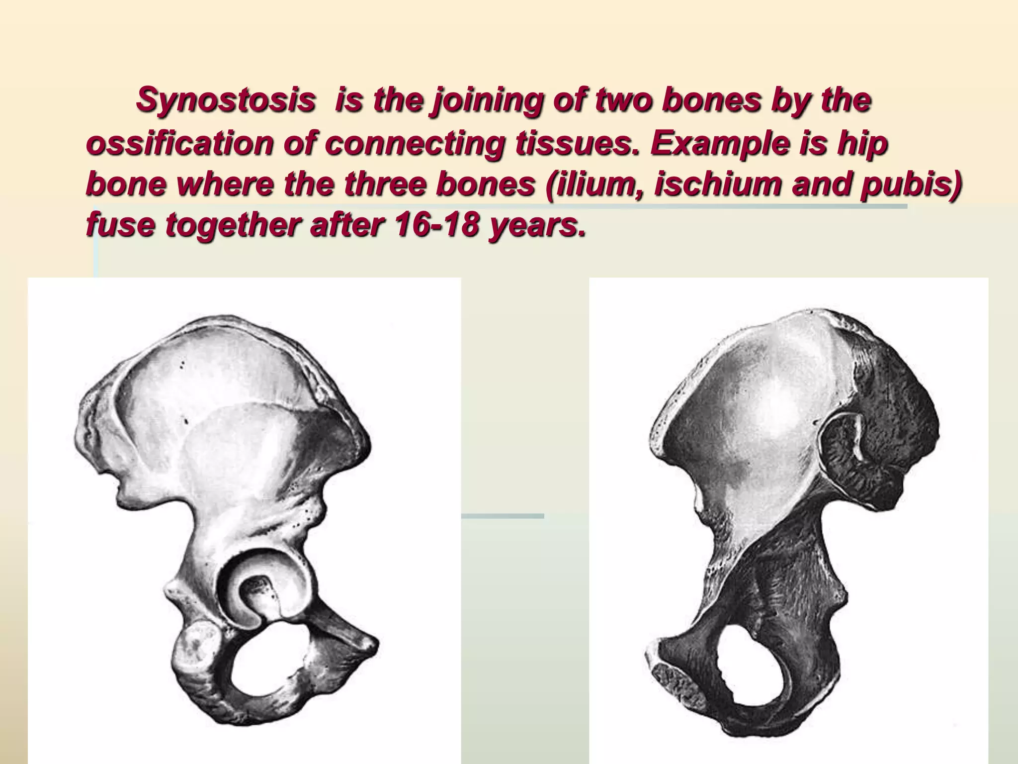 Introductory lecture. osteology (general data). the human skeleton, its ...