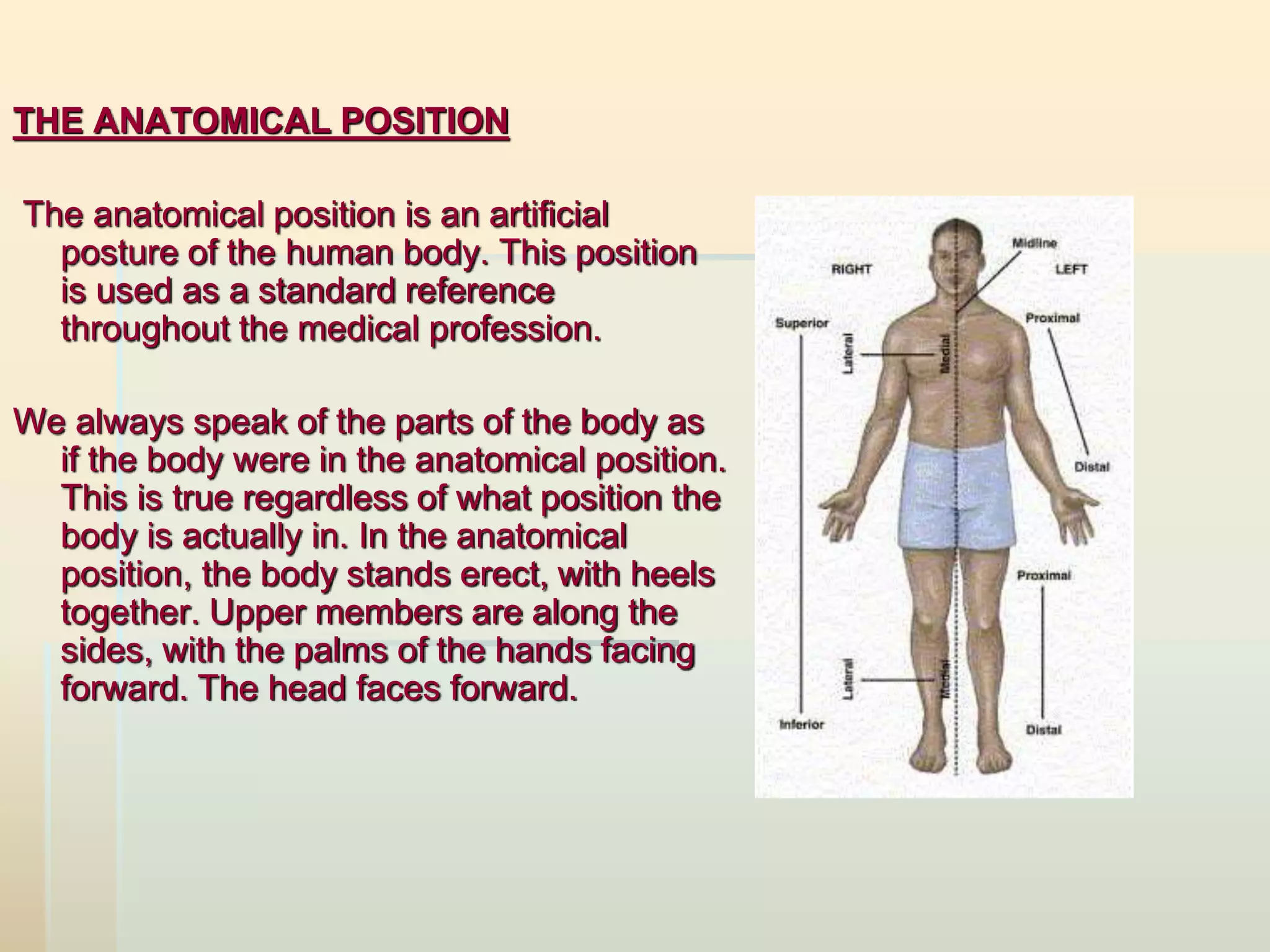 Introductory lecture. osteology (general data). the human skeleton, its ...
