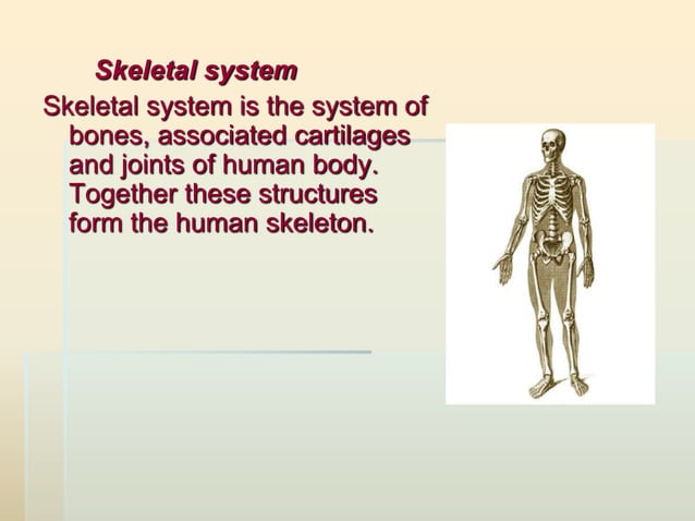 Introductory lecture. osteology (general data). the human skeleton, its ...