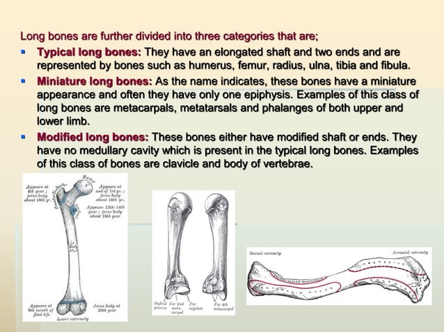 Introductory lecture. osteology (general data). the human skeleton, its ...