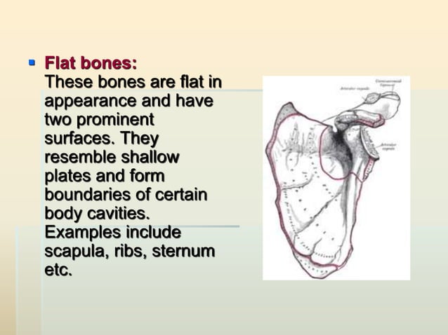 Introductory lecture. osteology (general data). the human skeleton, its ...