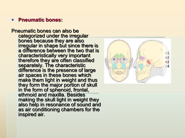 Introductory lecture. osteology (general data). the human skeleton, its ...