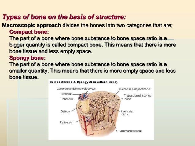 Introductory lecture. osteology (general data). the human skeleton, its ...
