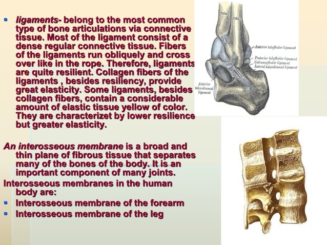 Introductory lecture. osteology (general data). the human skeleton, its ...