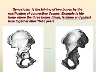 Introductory lecture. osteology (general data). the human skeleton, its ...