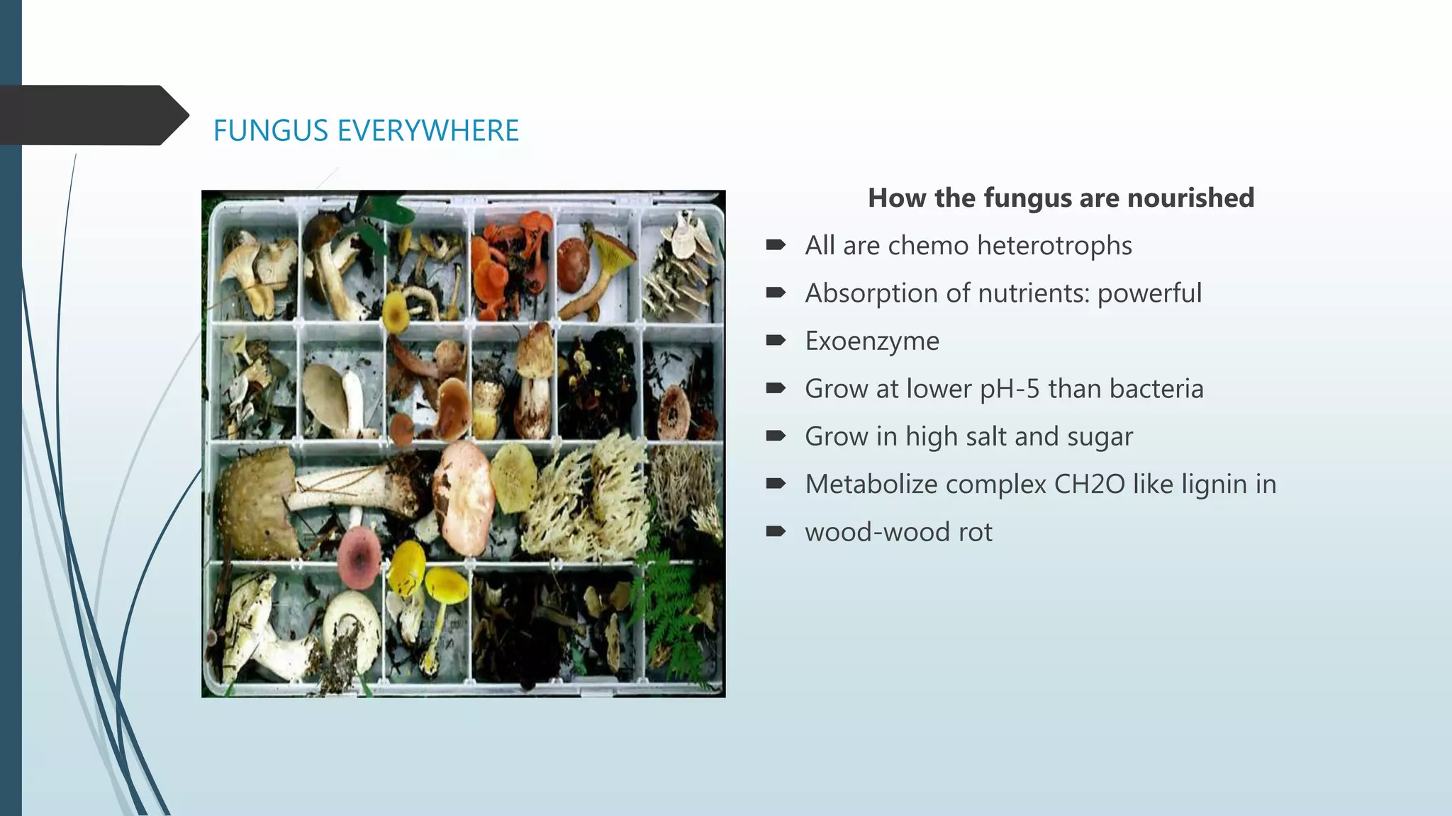 Introductory mycology | PPTX