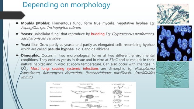 Introductory mycology | PPT