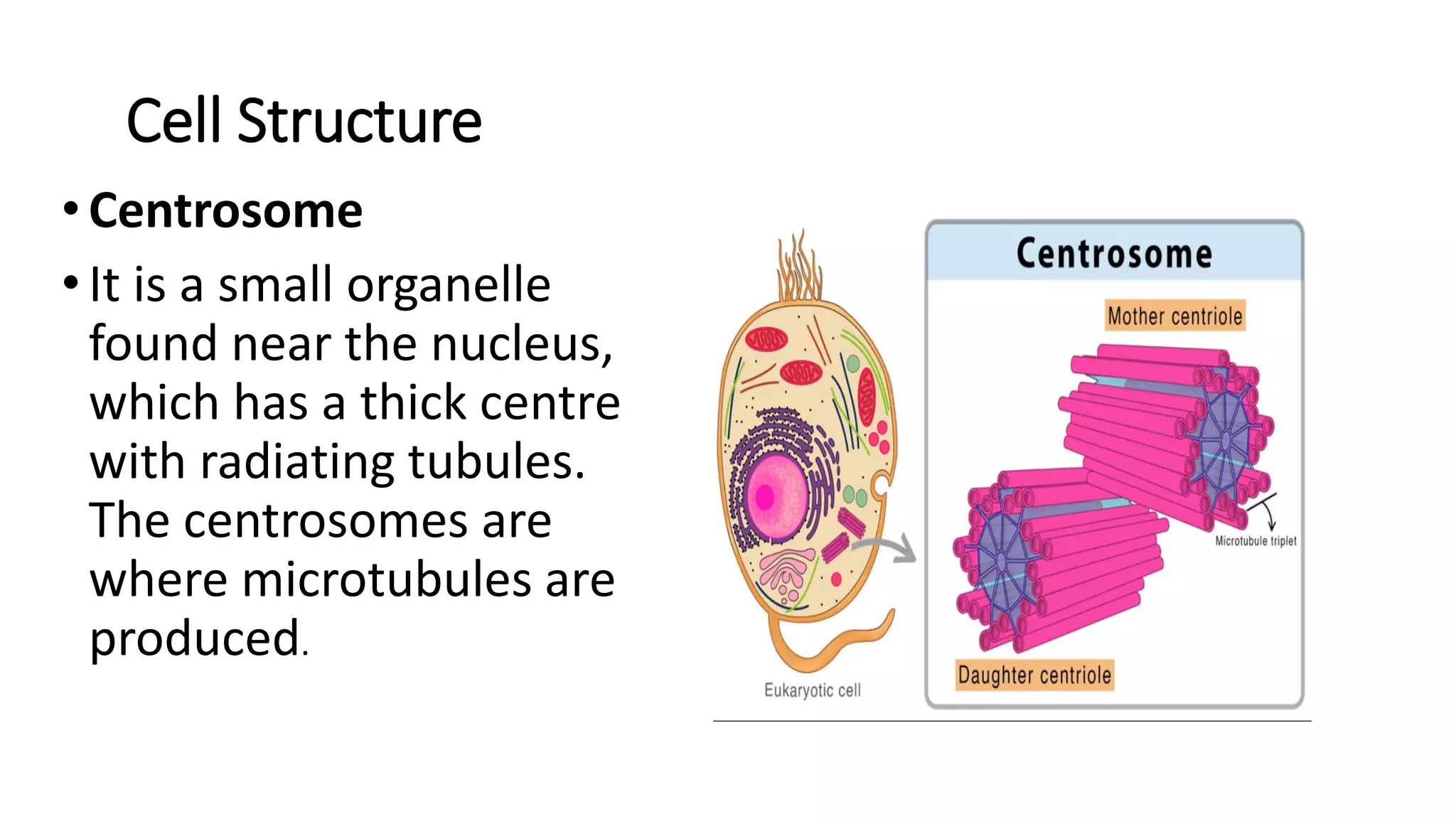 Introductory physiology lecture notes (1).pdf