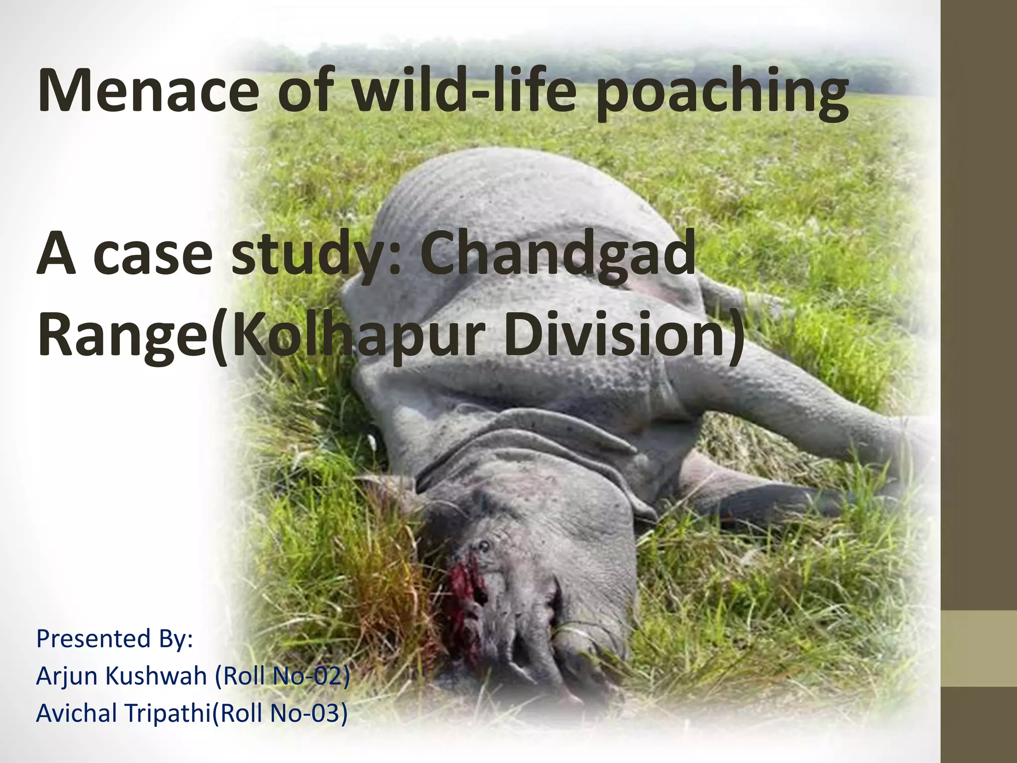 Menace of Wildlife poaching in Chandgad Range | PPT